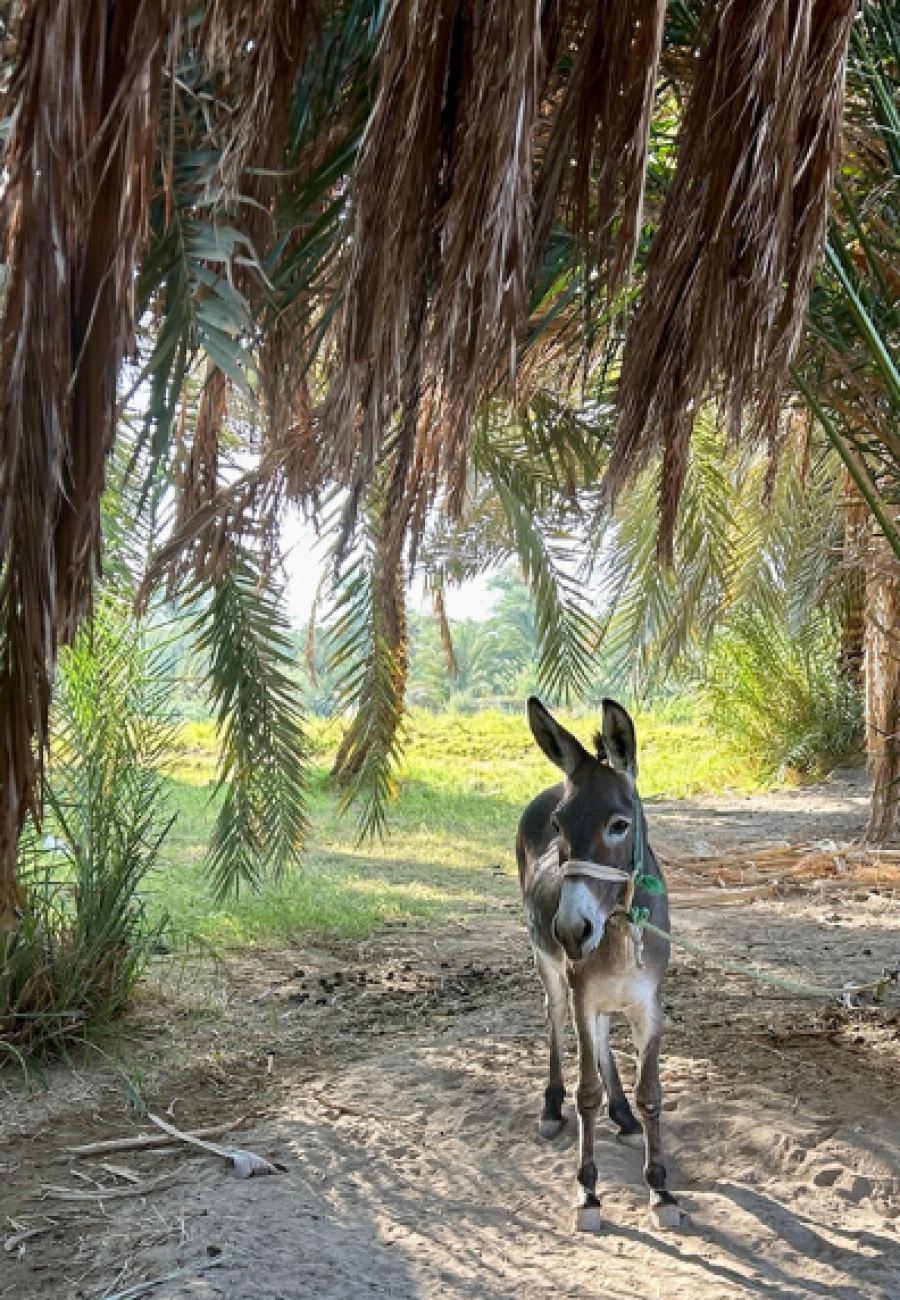 African Adventure Tours | Safari & Small Group Travel | Dabuka